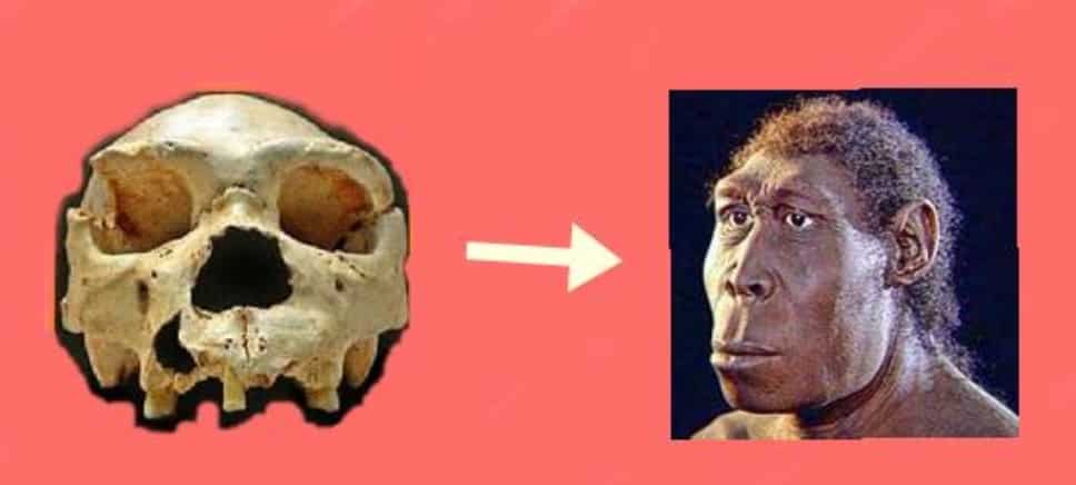 10+ Jenis Jenis Manusia Purba di Indonesia Beserta Ciri Cirinya