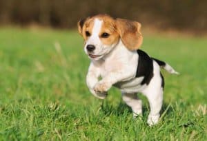 35 Jenis Anjing Paling Populer di Dunia (Lucu, Setia, Pintar)