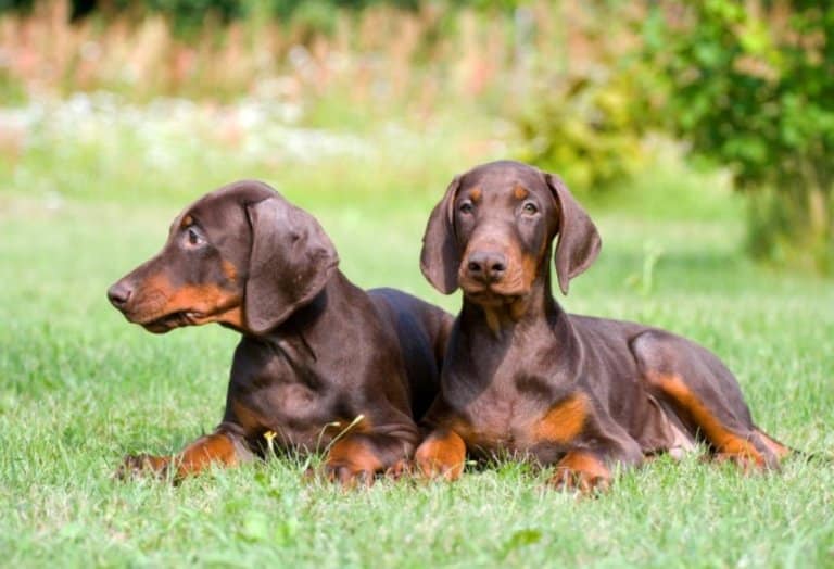 35 Jenis Anjing Paling Populer di Dunia (Lucu, Setia, Pintar)