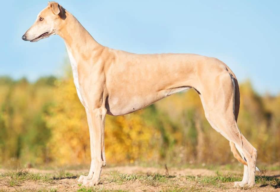 35 Jenis Anjing Paling Populer di Dunia (Lucu, Setia, Pintar)