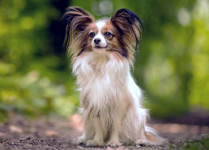 35 Jenis Anjing Paling Populer di Dunia (Lucu, Setia, Pintar)