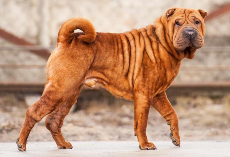 35 Jenis Anjing Paling Populer di Dunia (Lucu, Setia, Pintar)