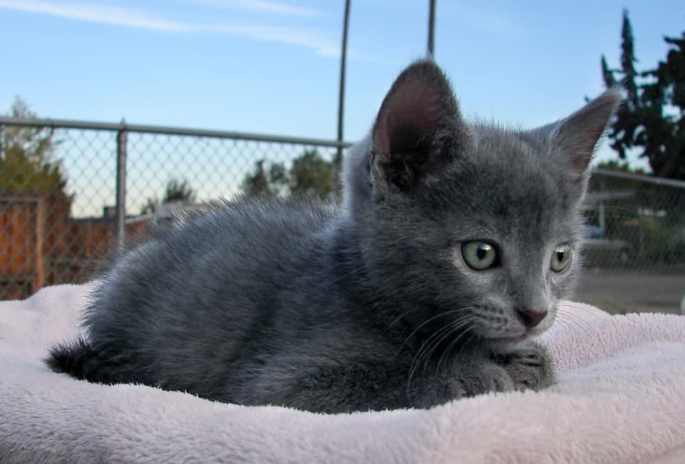 30 Jenis Kucing Paling Populer di Dunia (Lucu, Pintar, Comel)