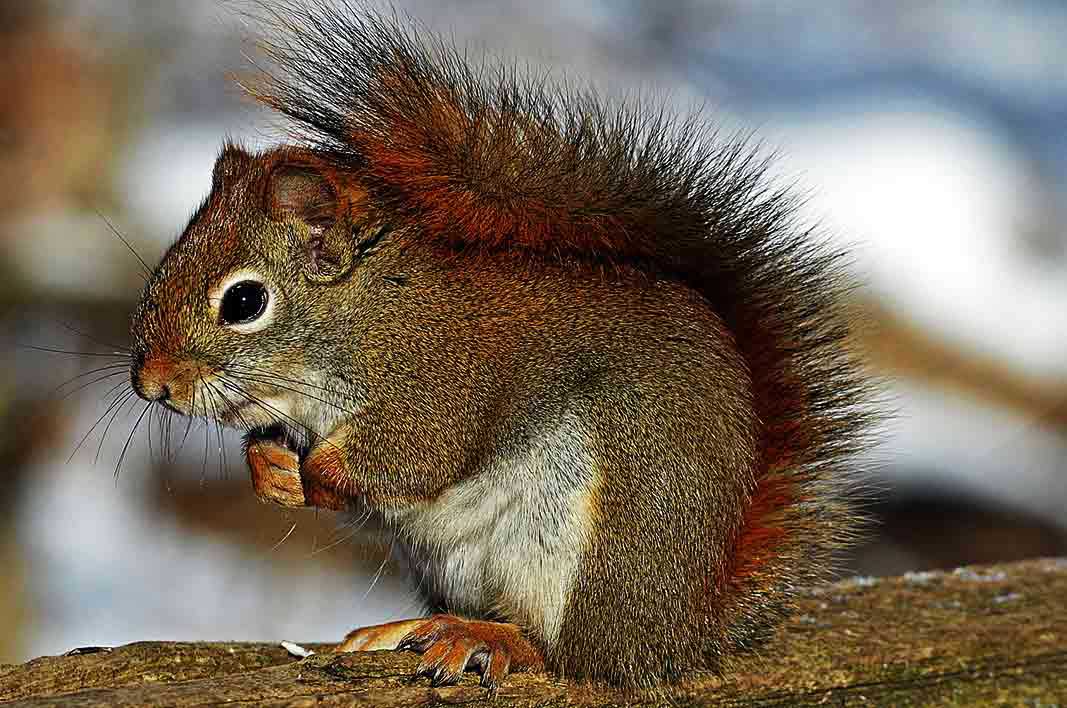 36 Hewan Langka yang Terancam Punah, Sudah Pernah Lihat