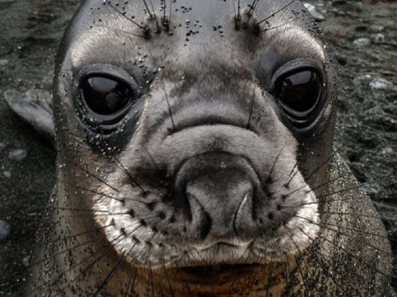 ANJING LAUT : Cara Merawat, Pakan, Harga Jual (Lengkap)