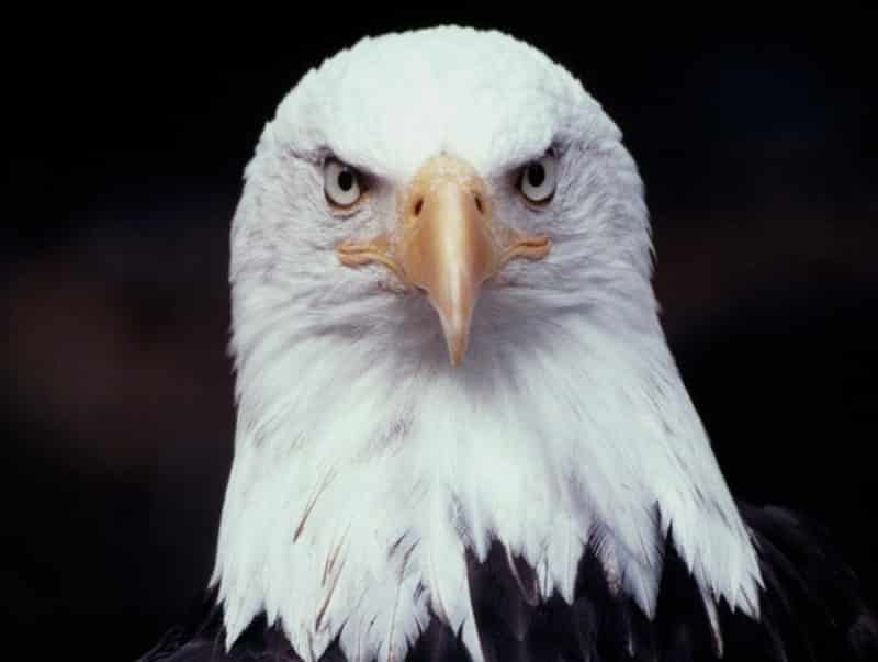 BURUNG ELANG : Cara Merawat, Pakan, Harga Jual (Lengkap)