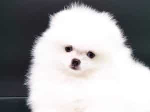 ANJING MINI POM : Cara Merawat, Pakan, Harga Jual (Lengkap)