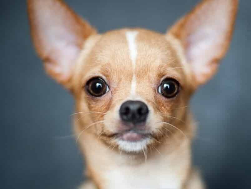 ANJING CHIHUAHUA : Cara Merawat, Pakan, Harga Jual (Lengkap)