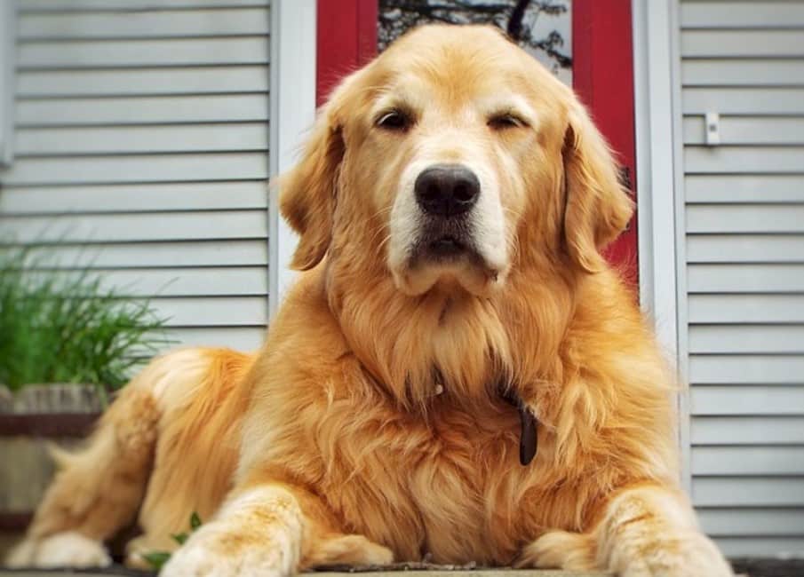 ANJING GOLDEN : Cara Merawat, Pakan, Harga Jual (Lengkap)