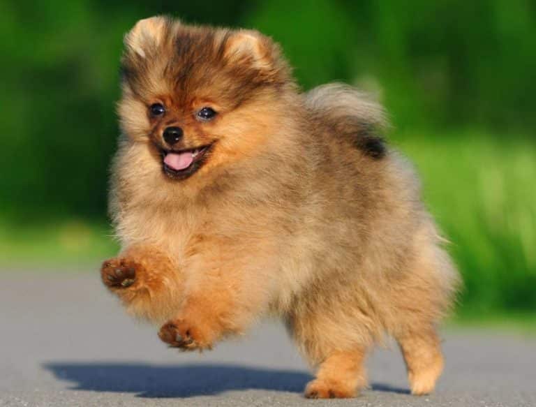 ANJING MINI POM : Cara Merawat, Pakan, Harga Jual (Lengkap)