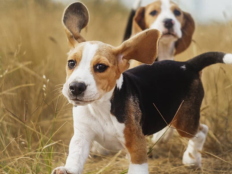 ANJING BEAGLE : Cara Merawat, Pakan, Harga Jual (Lengkap)