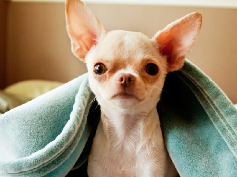 ANJING CHIHUAHUA : Cara Merawat, Pakan, Harga Jual (Lengkap)