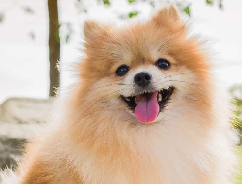 ANJING MINI POM : Cara Merawat, Pakan, Harga Jual (Lengkap)