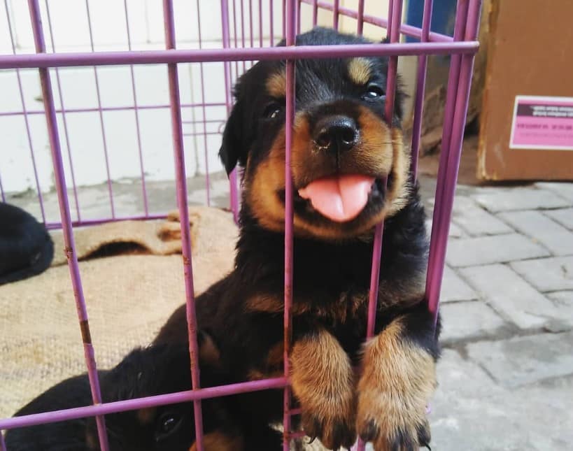 ANJING ROTTWEILER : Cara Merawat, Pakan, Harga Jual (Lengkap)