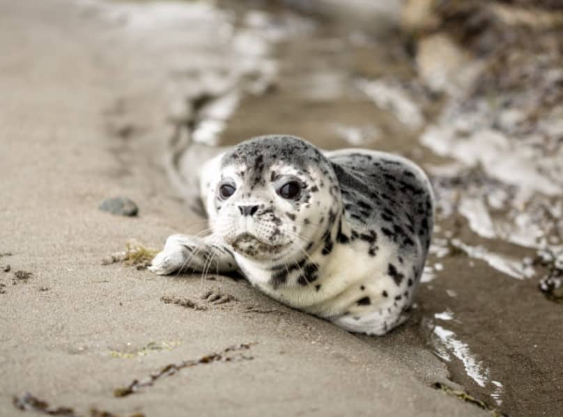 ANJING LAUT : Cara Merawat, Pakan, Harga Jual (Lengkap)
