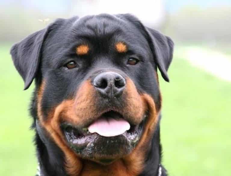 ANJING ROTTWEILER : Cara Merawat, Pakan, Harga Jual (Lengkap)