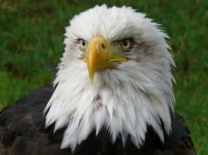 BURUNG ELANG : Cara Merawat, Pakan, Harga Jual (Lengkap)