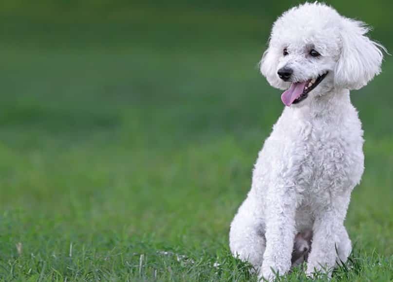 Sejarah dan Asal Usul Anjing Pudel - Thegorbalsla Sejarah dan Asal Usul Anjing Pudel - Thegorbalsla