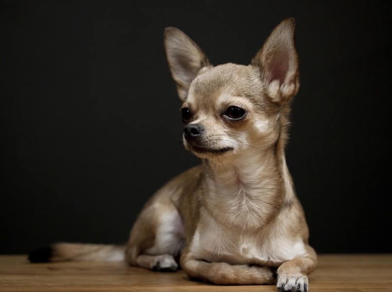 ANJING CHIHUAHUA : Cara Merawat, Pakan, Harga Jual (Lengkap)