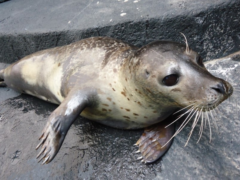 ANJING LAUT : Cara Merawat, Pakan, Harga Jual (Lengkap)