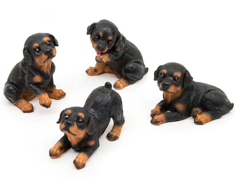 ANJING ROTTWEILER : Cara Merawat, Pakan, Harga Jual (Lengkap)