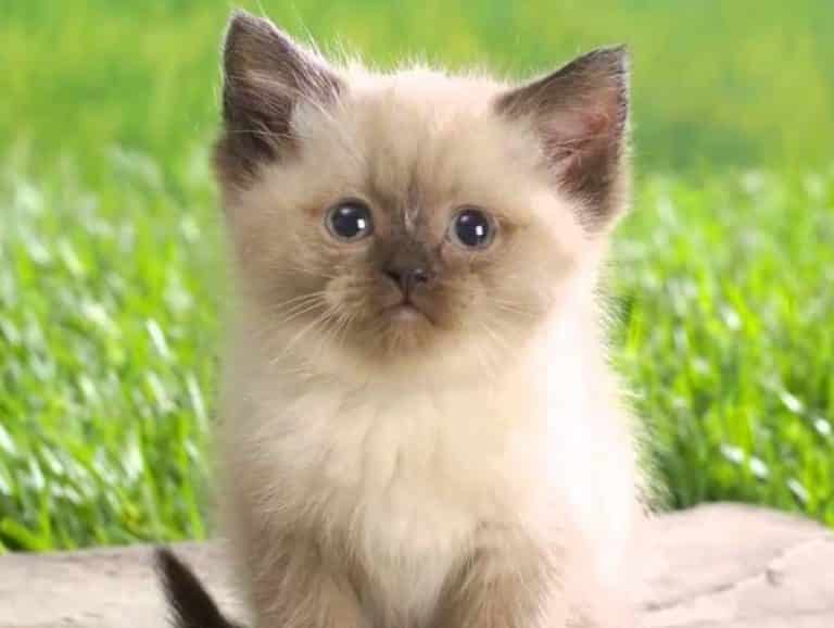 KUCING HIMALAYA : Cara Merawat, Pakan, Harga Jual (Lengkap)