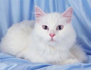 KUCING ANGGORA : Cara Merawat, Pakan, Harga Jual (Lengkap)