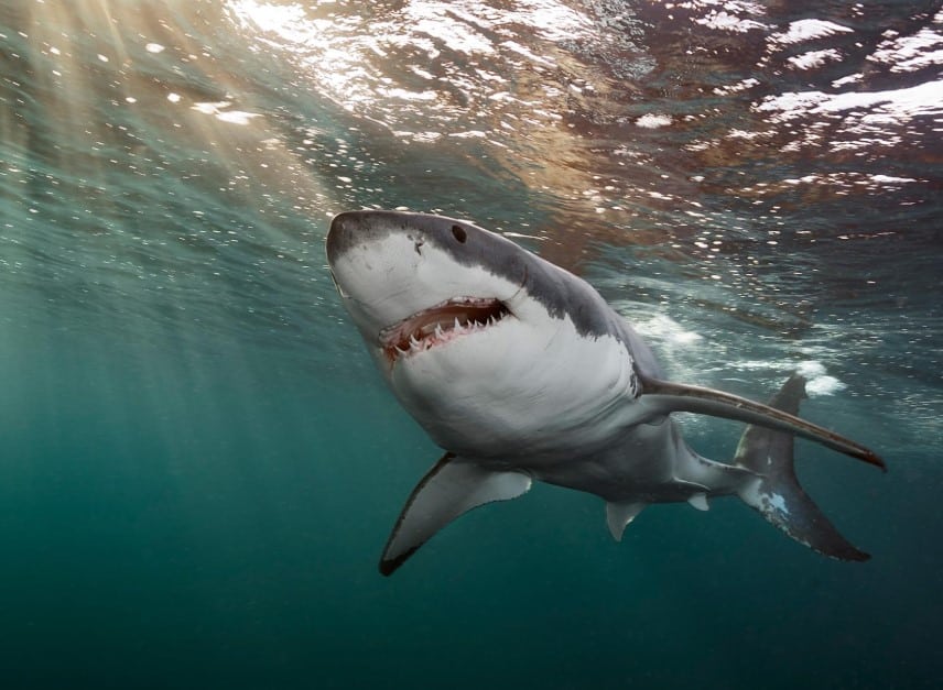 IKAN HIU : Cara Merawat, Pakan, Jenis, Fakta Unik (Lengkap)