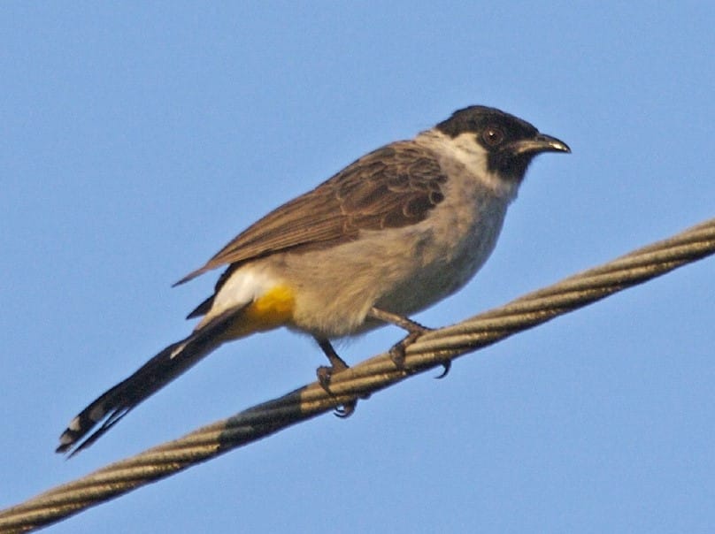 BURUNG KUTILANG : Cara Merawat, Pakan, Harga Jual (Lengkap)