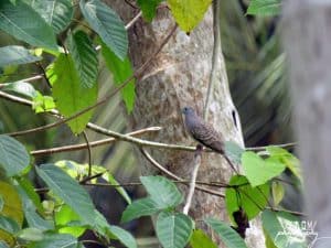 BURUNG PERKUTUT : Cara Merawat, Pakan, Harga Jual (Lengkap)