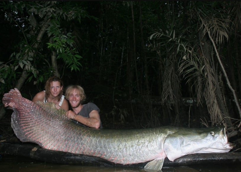IKAN ARAPAIMA : Cara Merawat, Pakan, Harga Jual (Lengkap)