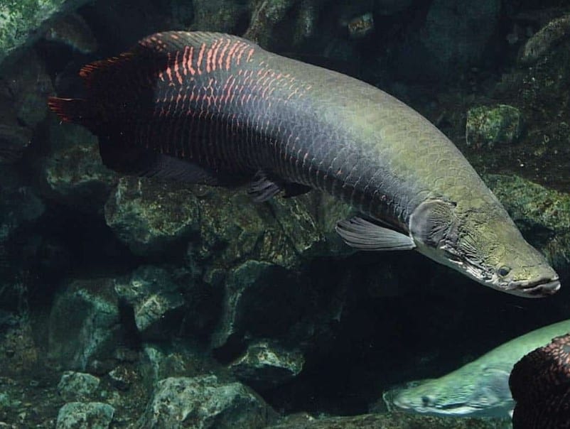 IKAN ARAPAIMA : Cara Merawat, Pakan, Harga Jual (Lengkap)