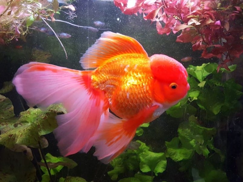 IKAN KOKI : Jenis, Cara Merawat, Pakan, Harga Jual (Lengkap)