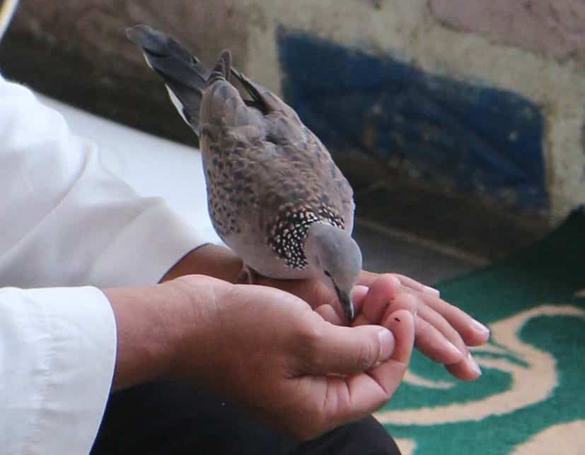 BURUNG PERKUTUT : Cara Merawat, Pakan, Harga Jual (Lengkap)