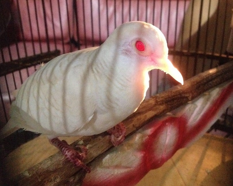 BURUNG PERKUTUT : Cara Merawat, Pakan, Harga Jual (Lengkap)