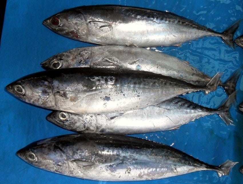 IKAN TONGKOL : Cara Merawat, Budidaya, Pakan, Harga Jual (Lengkap)