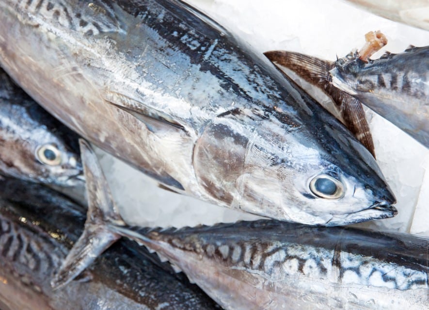 IKAN TUNA : Cara Budidaya, Pakan, Harga Jual, Jenis (Lengkap)