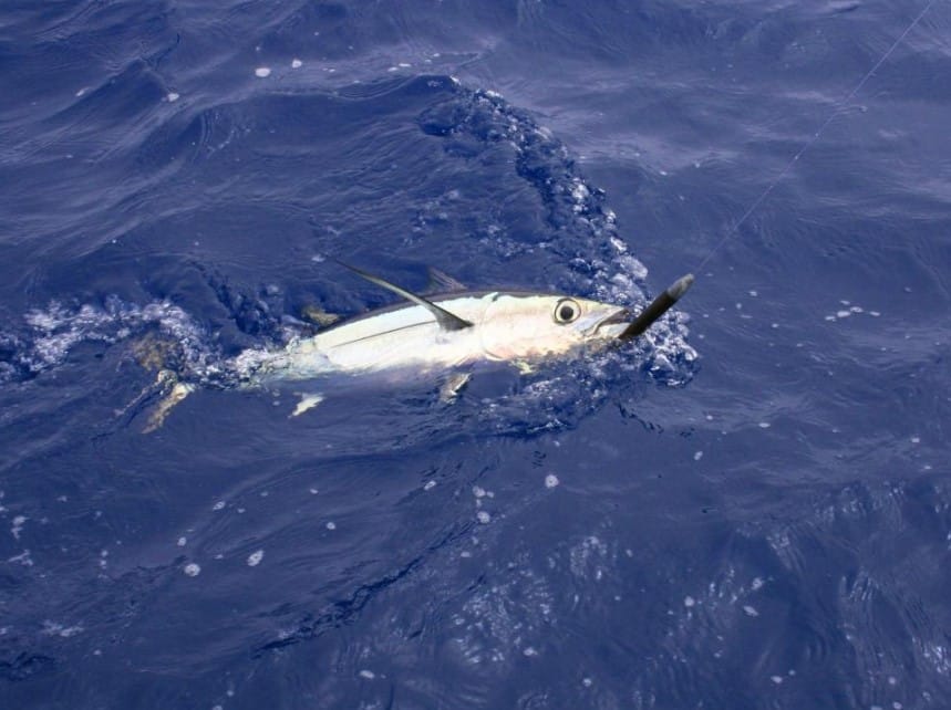 IKAN TUNA : Cara Budidaya, Pakan, Harga Jual, Jenis (Lengkap)