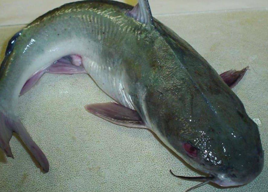 IKAN PATIN : Cara Merawat, Budidaya, Pakan, Harga Jual (Lengkap)