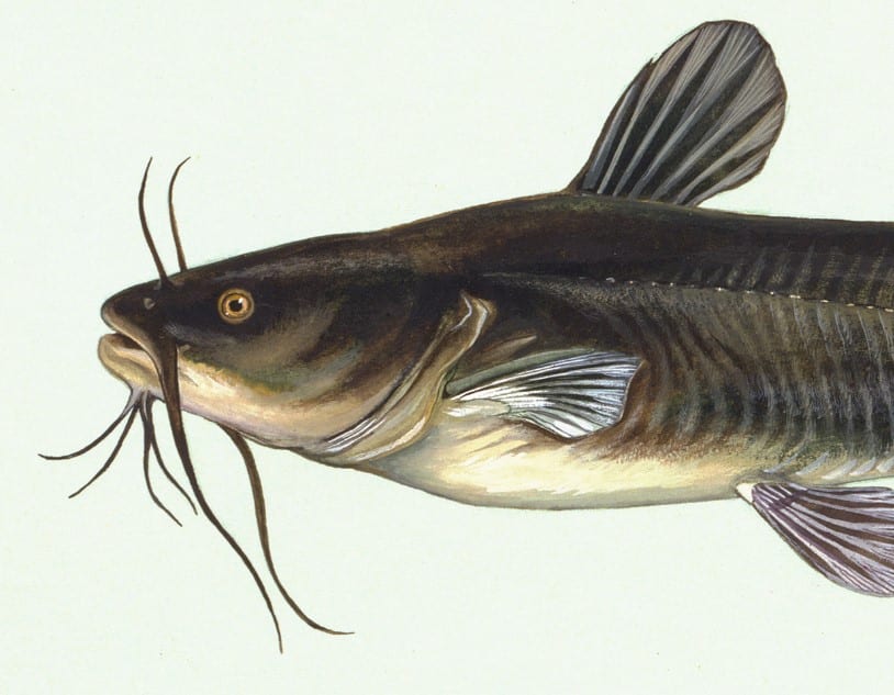 IKAN LELE : Cara Merawat, Budidaya, Pakan, Harga Jual (Lengkap)