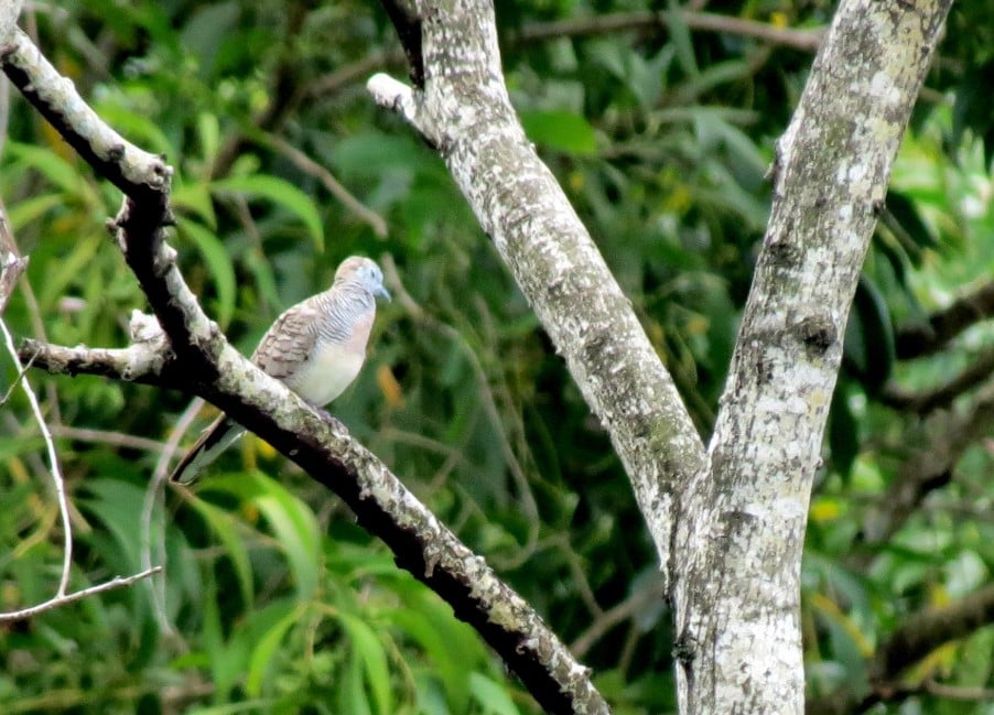 PETA PULAU JAWA : Kekayaan Alam, Kebudayaan, Sejarah (Lengkap)