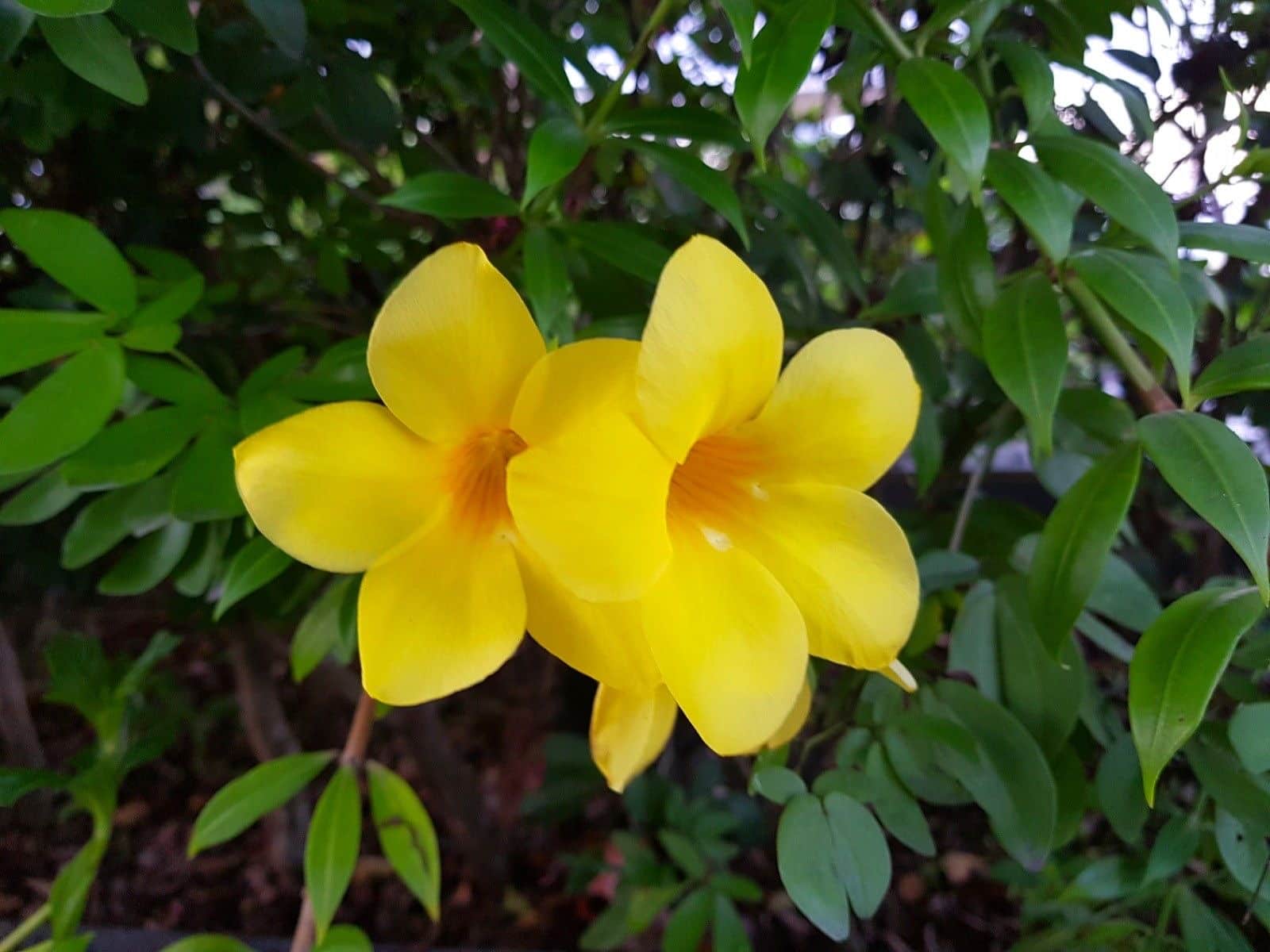 4 Tanaman Alamanda (Kriteria, jenis-jenis, kandungan, dan manfaat)