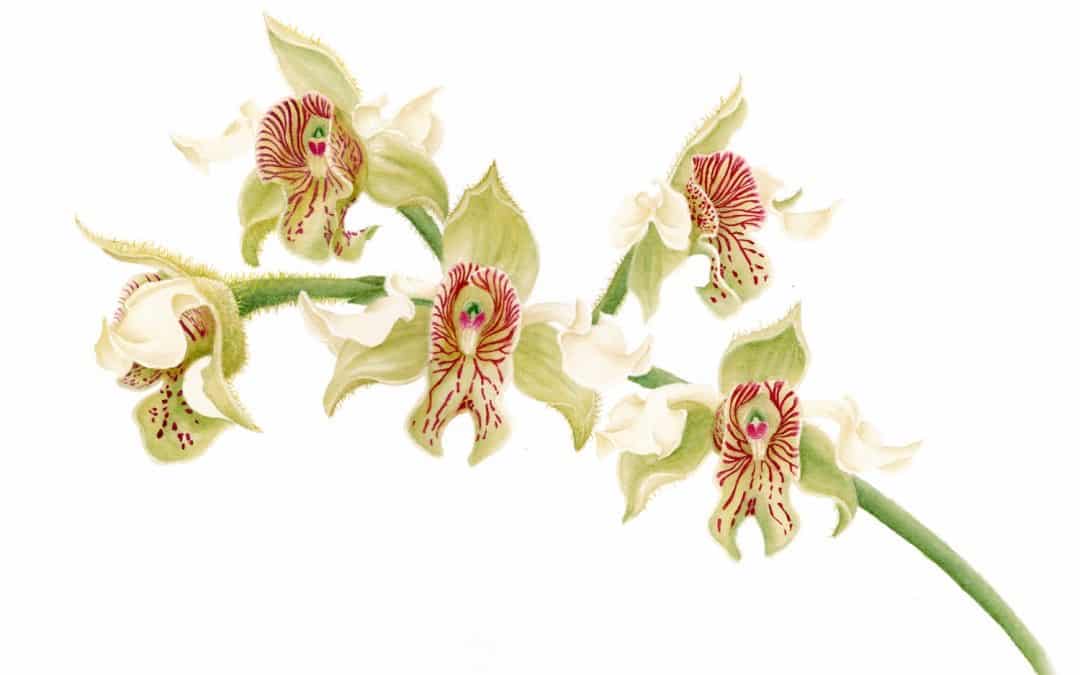 5 Tanaman Anggrek (Lengkap dengan cara menanam)