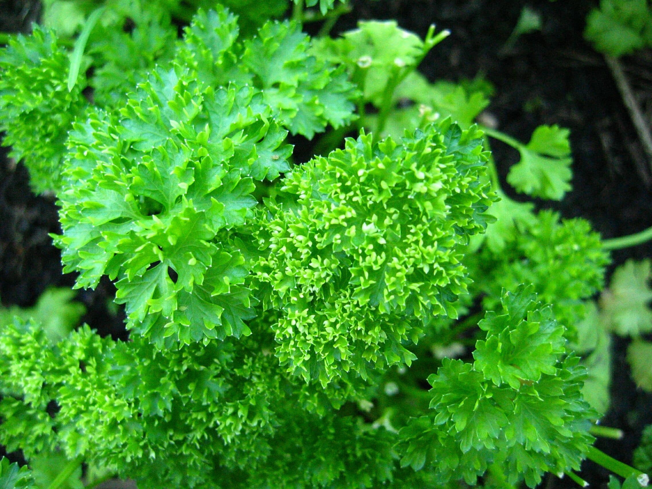Apa Itu Tanaman Herbal Thegorbalsla