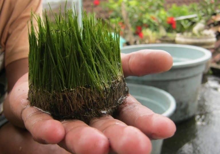 7 Tanaman Air (karateristik, jenis-jenis, dan cara memilih)