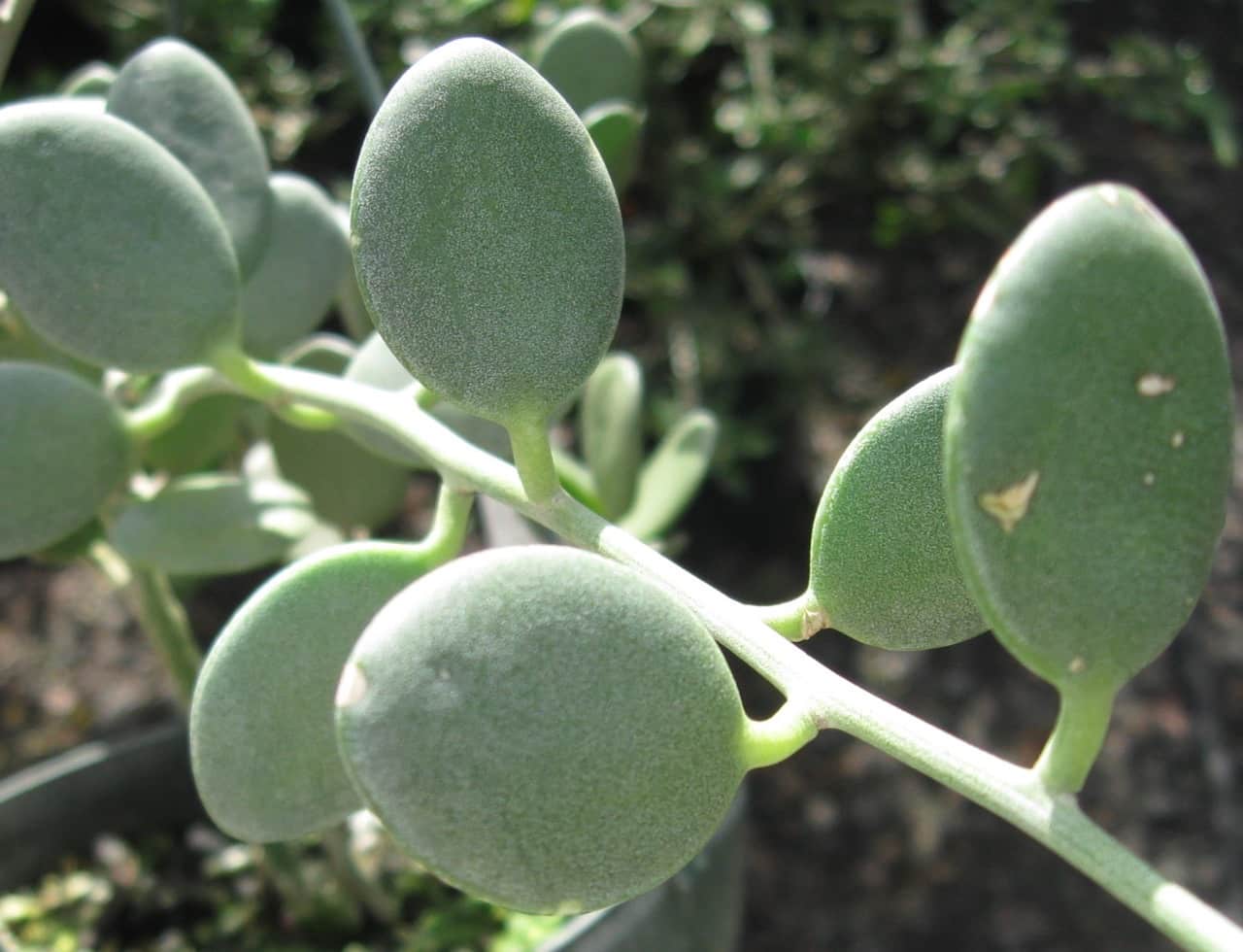 7 Tanaman Dolar (Yang Menguntungkan Mencapai Ratusan juta)