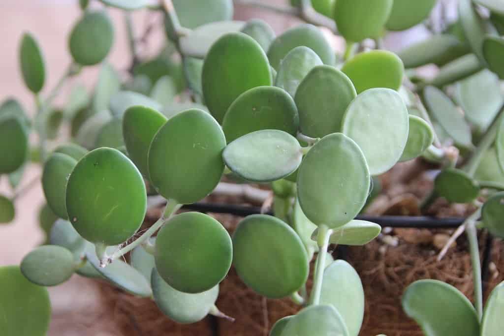 7 Tanaman Dolar (Yang Menguntungkan Mencapai Ratusan juta)