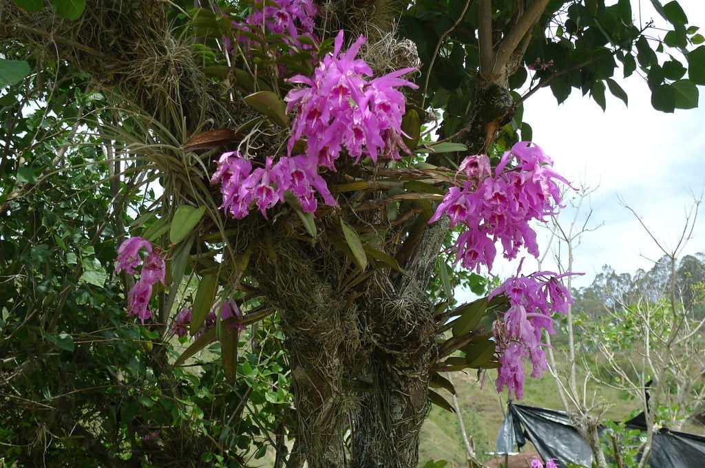 5 Tanaman Anggrek (Lengkap dengan cara menanam)