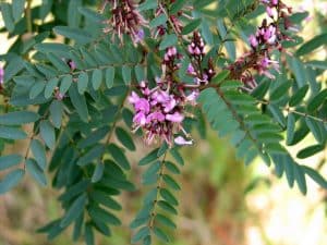 5 Tanaman Indigofera