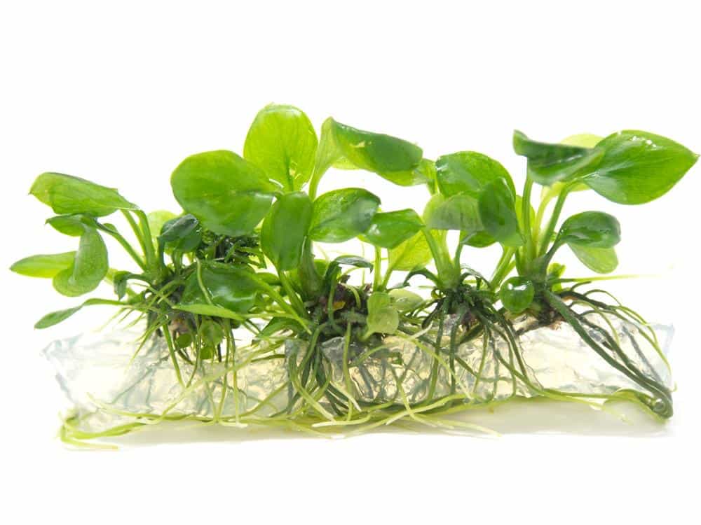 7 Tanaman Air (karateristik, jenis-jenis, dan cara memilih)